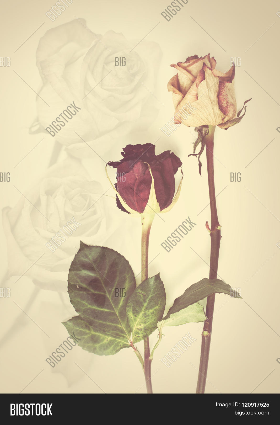 Dead Rose .Roses Frame Image & Photo (Free Trial) | Bigstock