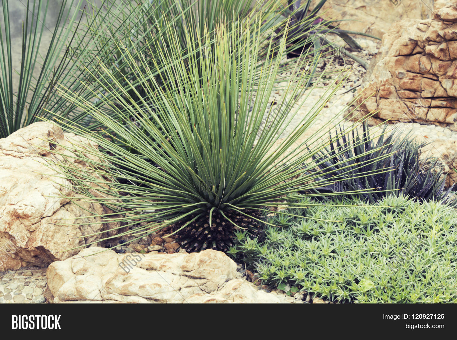 Agave Succulent Plant Image & Photo (Free Trial) | Bigstock