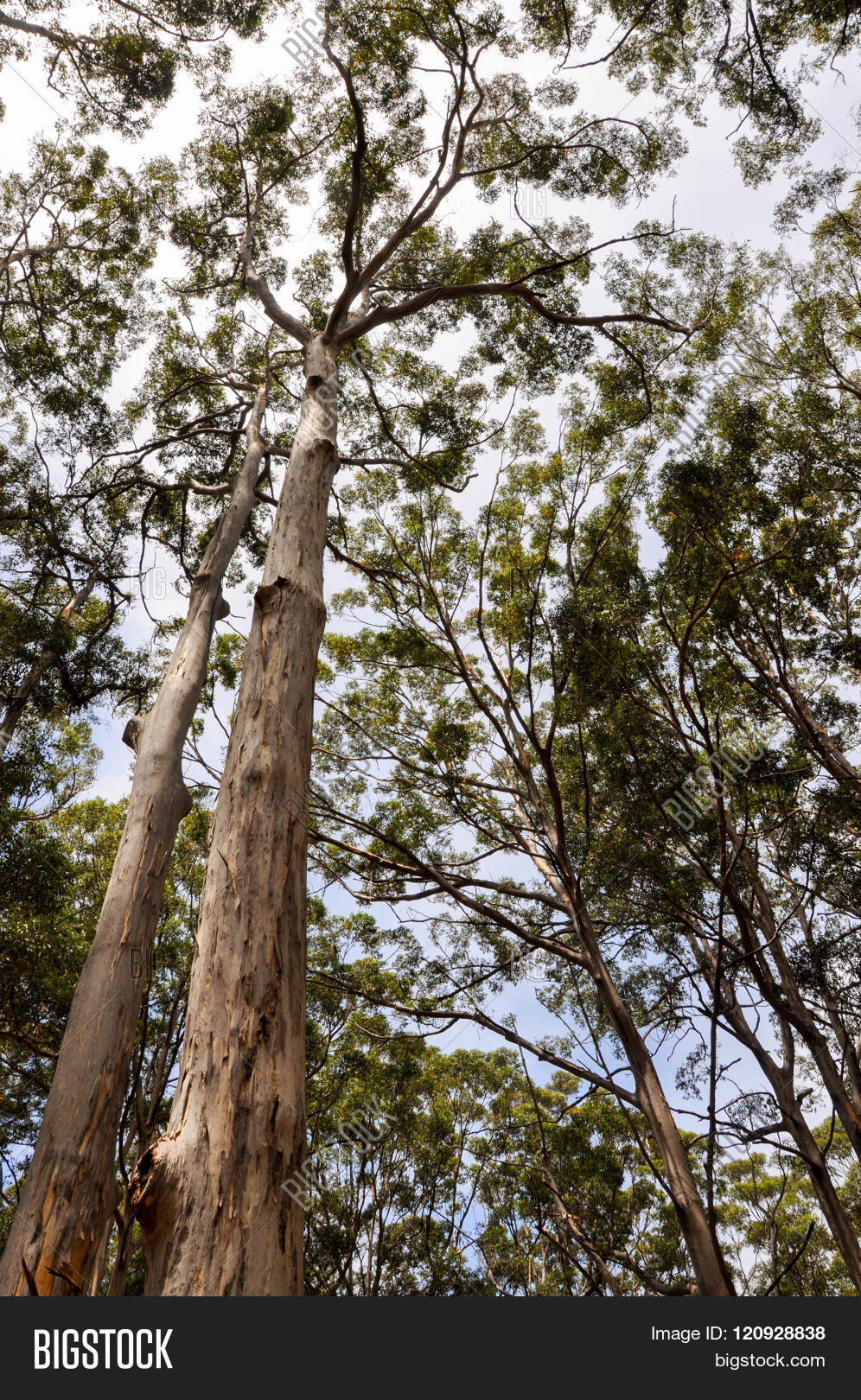 Karri Timber Forest Image & Photo (Free Trial) | Bigstock