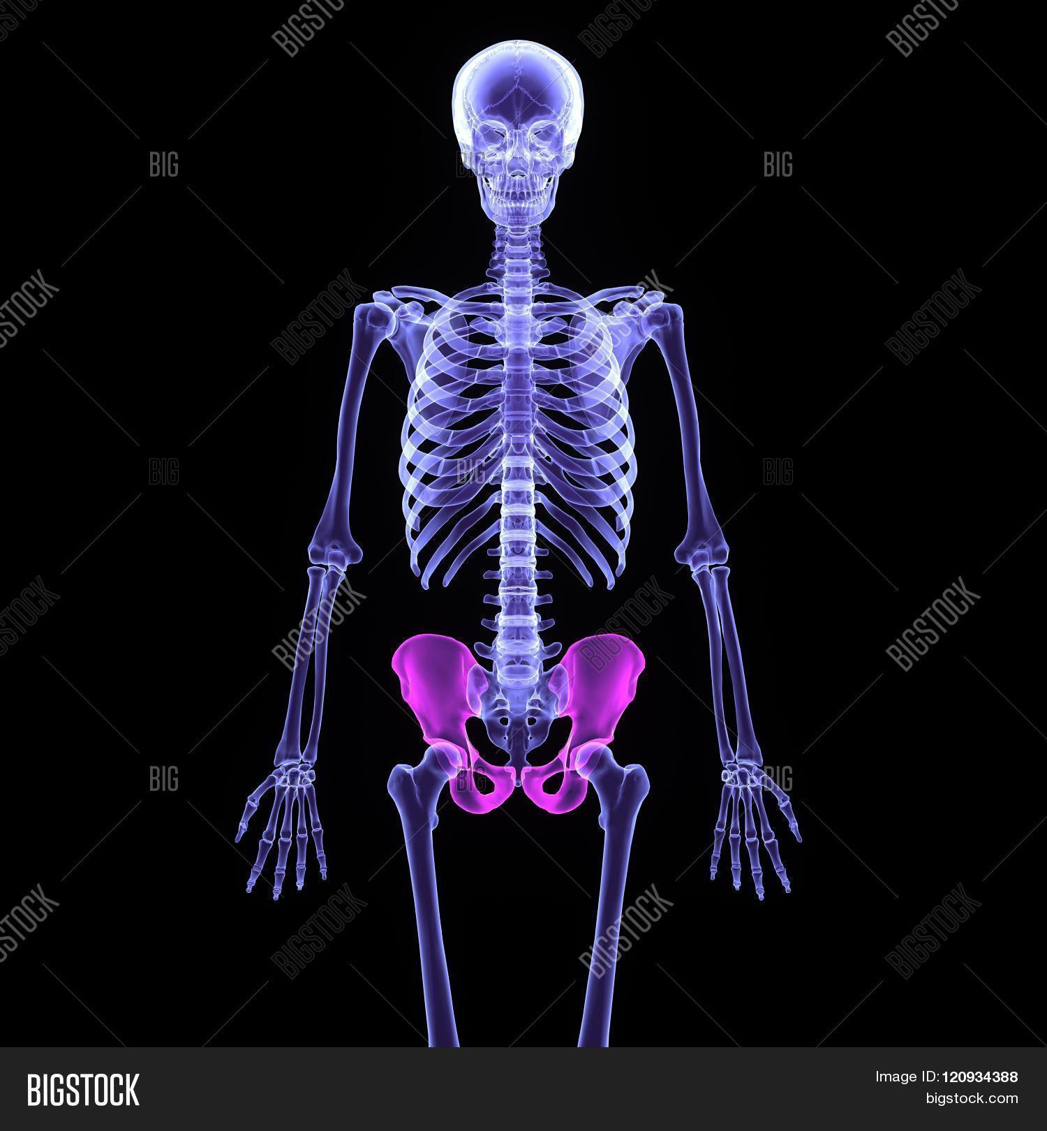 Human Body Hip Image & Photo (Free Trial) | Bigstock