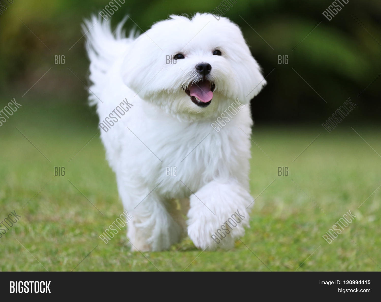 Dog Running Image & Photo (Free Trial) | Bigstock
