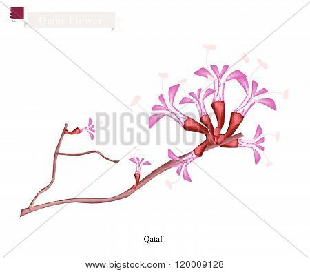 Qataf Flower, Vector & Photo (Free Trial) | Bigstock