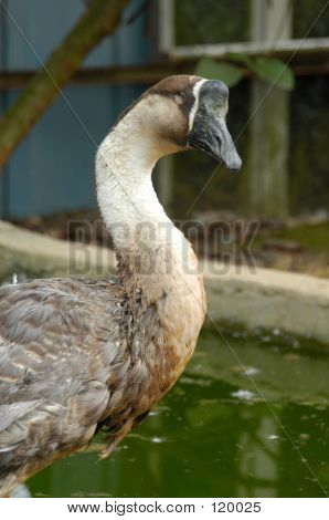 Goose Close Image & Photo (Free Trial) | Bigstock