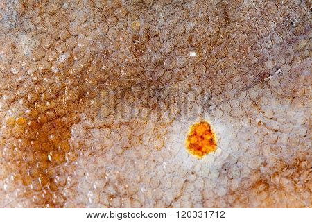 Flounder Fish Texture Image & Photo (Free Trial) | Bigstock
