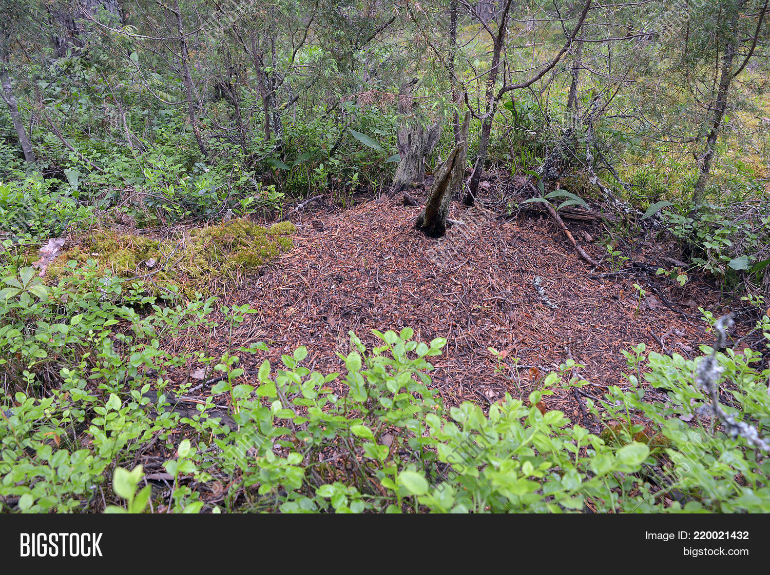 Ants Build New Anthill Image & Photo (Free Trial) | Bigstock