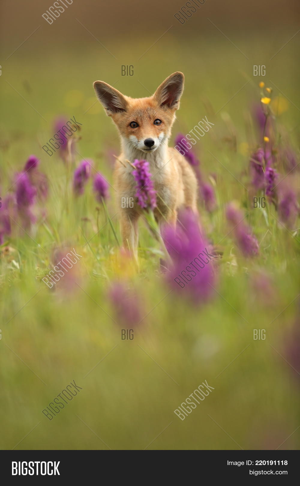 Vulpes Vulpes. Fox Image & Photo (Free Trial) | Bigstock