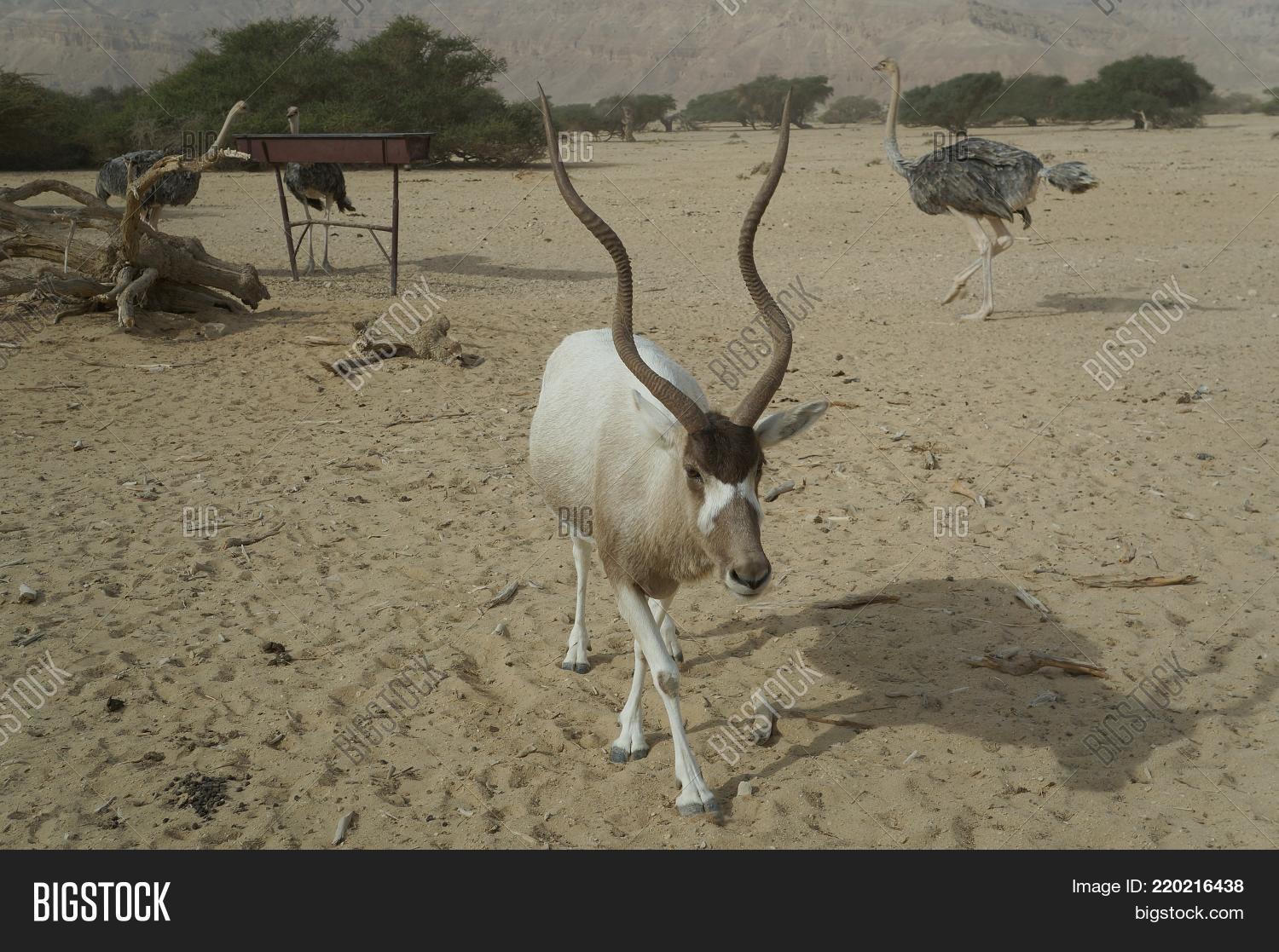 Antelope Addax (Addax Image & Photo (Free Trial) | Bigstock
