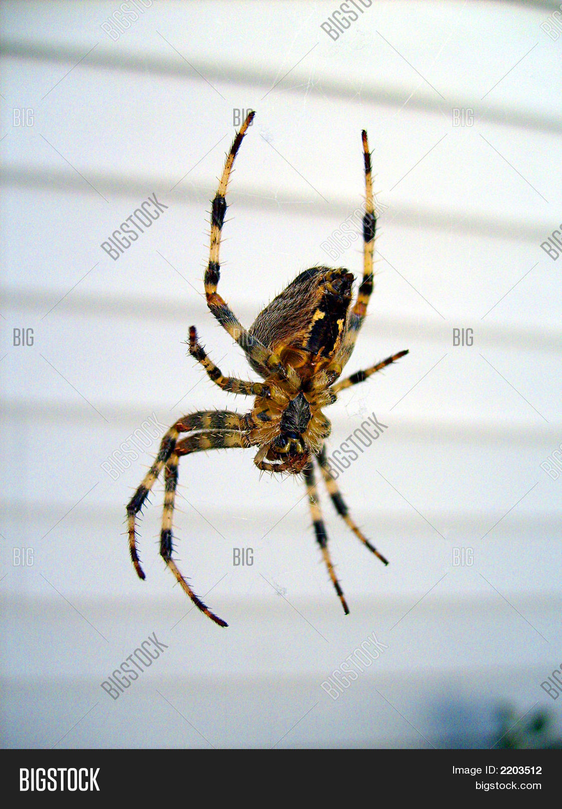 Furry Spider Image & Photo (Free Trial) | Bigstock