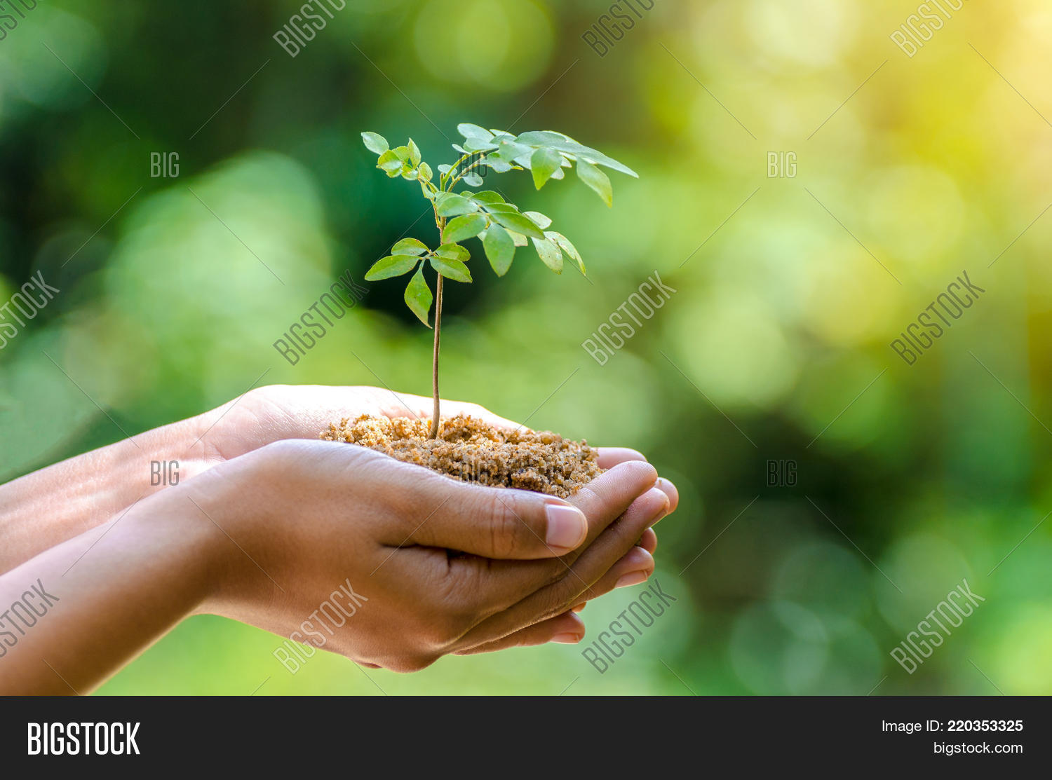 Tree Growing In Hand