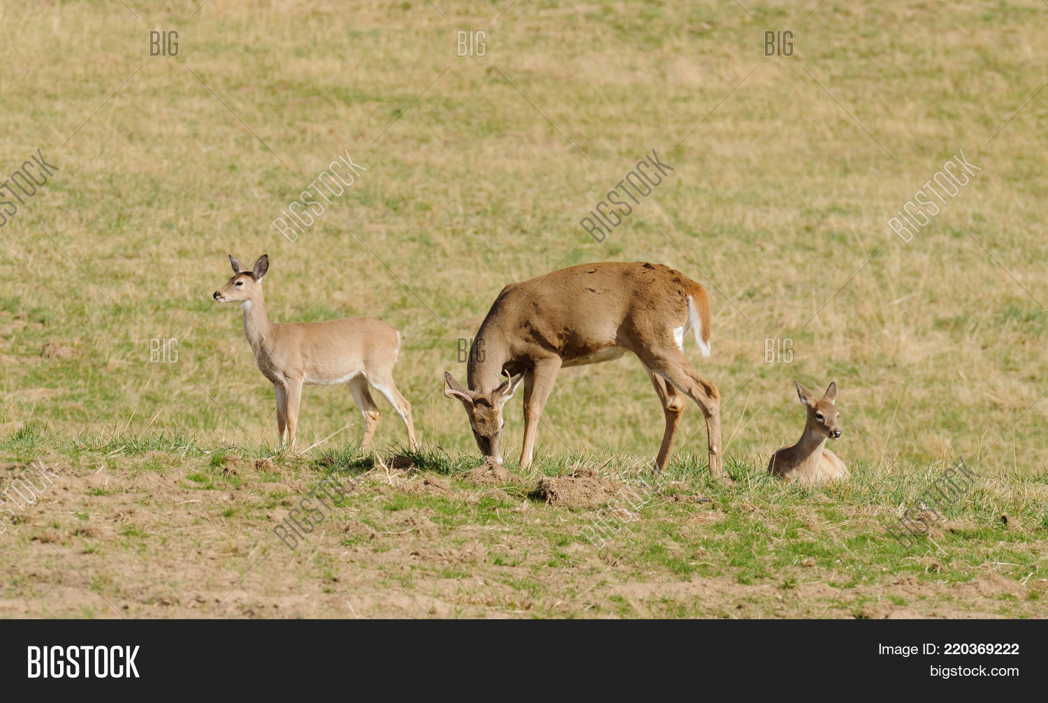 Male (buck) Whitetail Image & Photo (Free Trial) | Bigstock