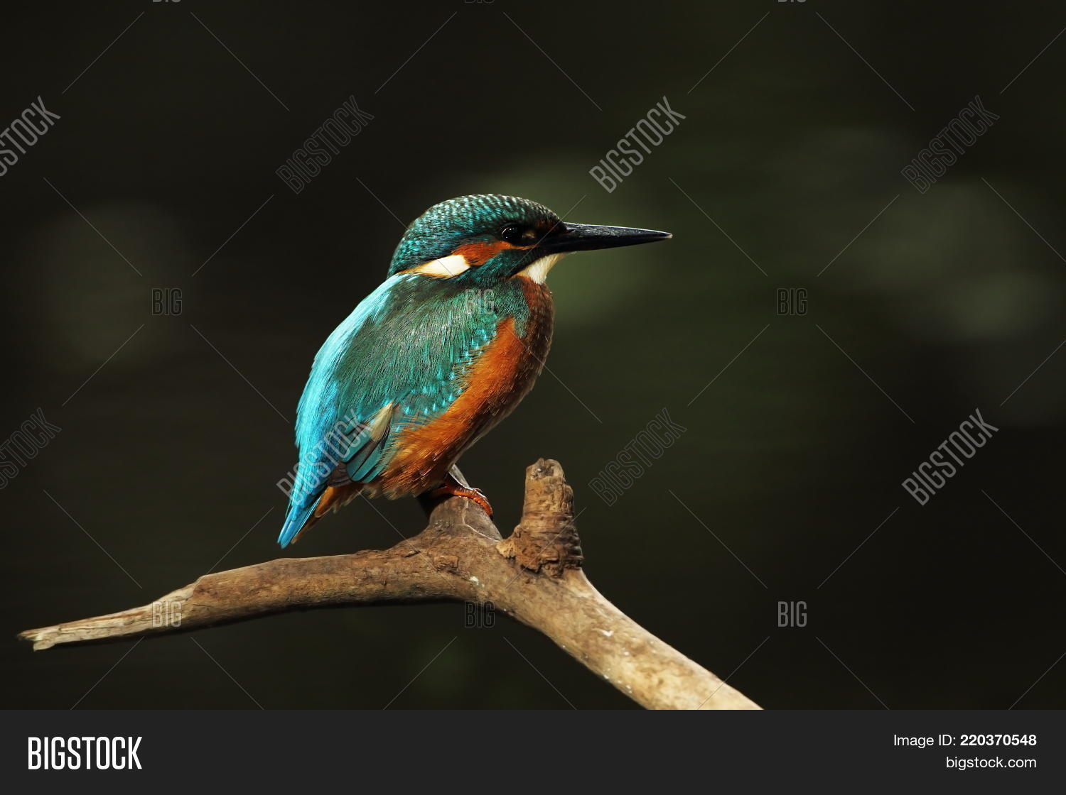 Alcedo Atthis. Occurs Image & Photo (Free Trial) | Bigstock