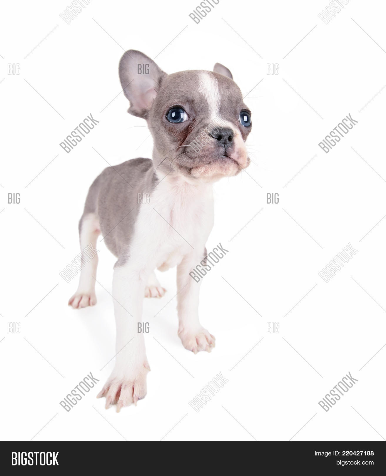 Cute French Bulldog Image & Photo (Free Trial) | Bigstock