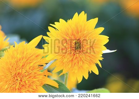 Chrysanthemum Flowers Image & Photo (Free Trial) | Bigstock