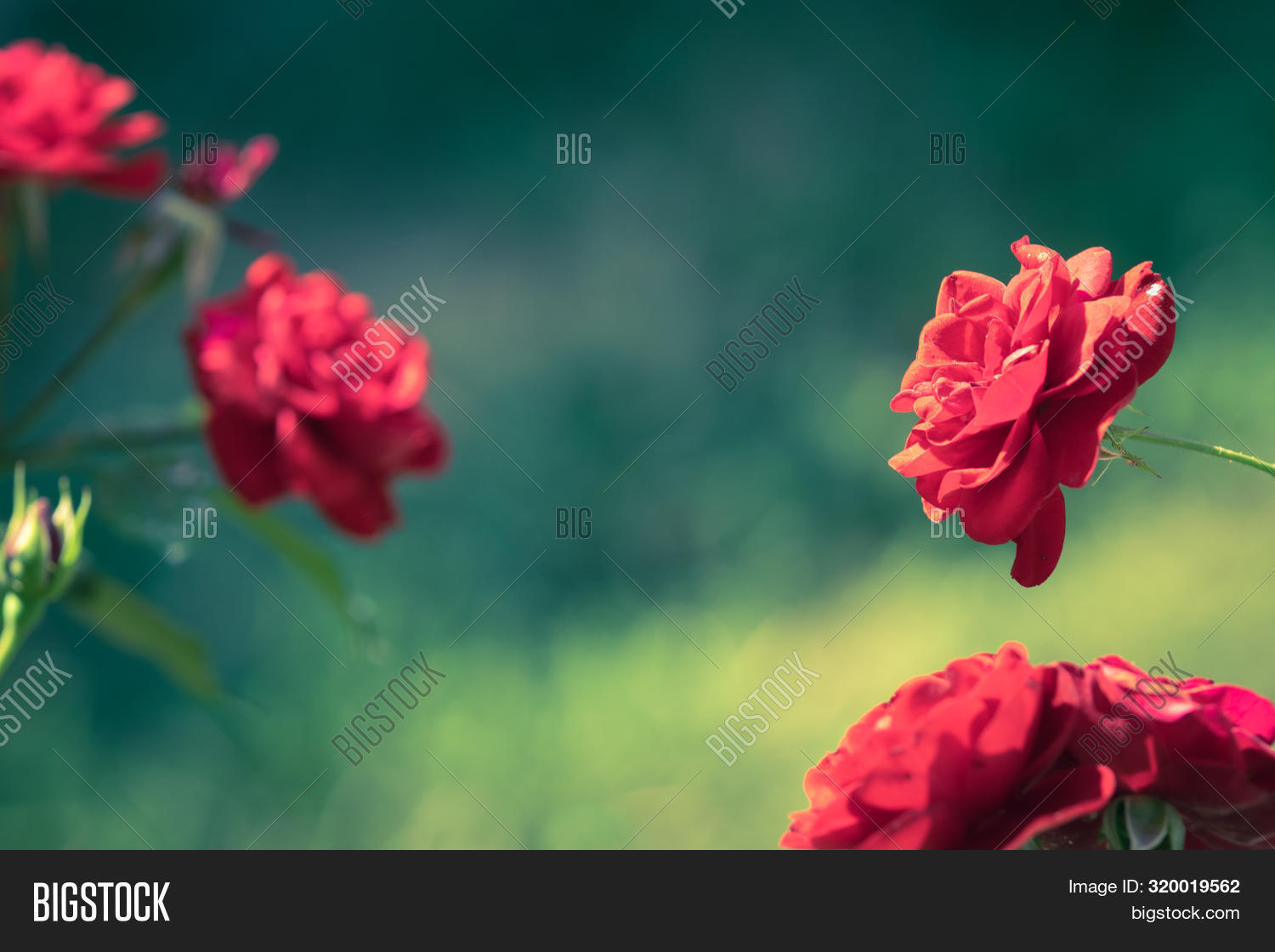 Macro Rose Flower Image & Photo (Free Trial) | Bigstock