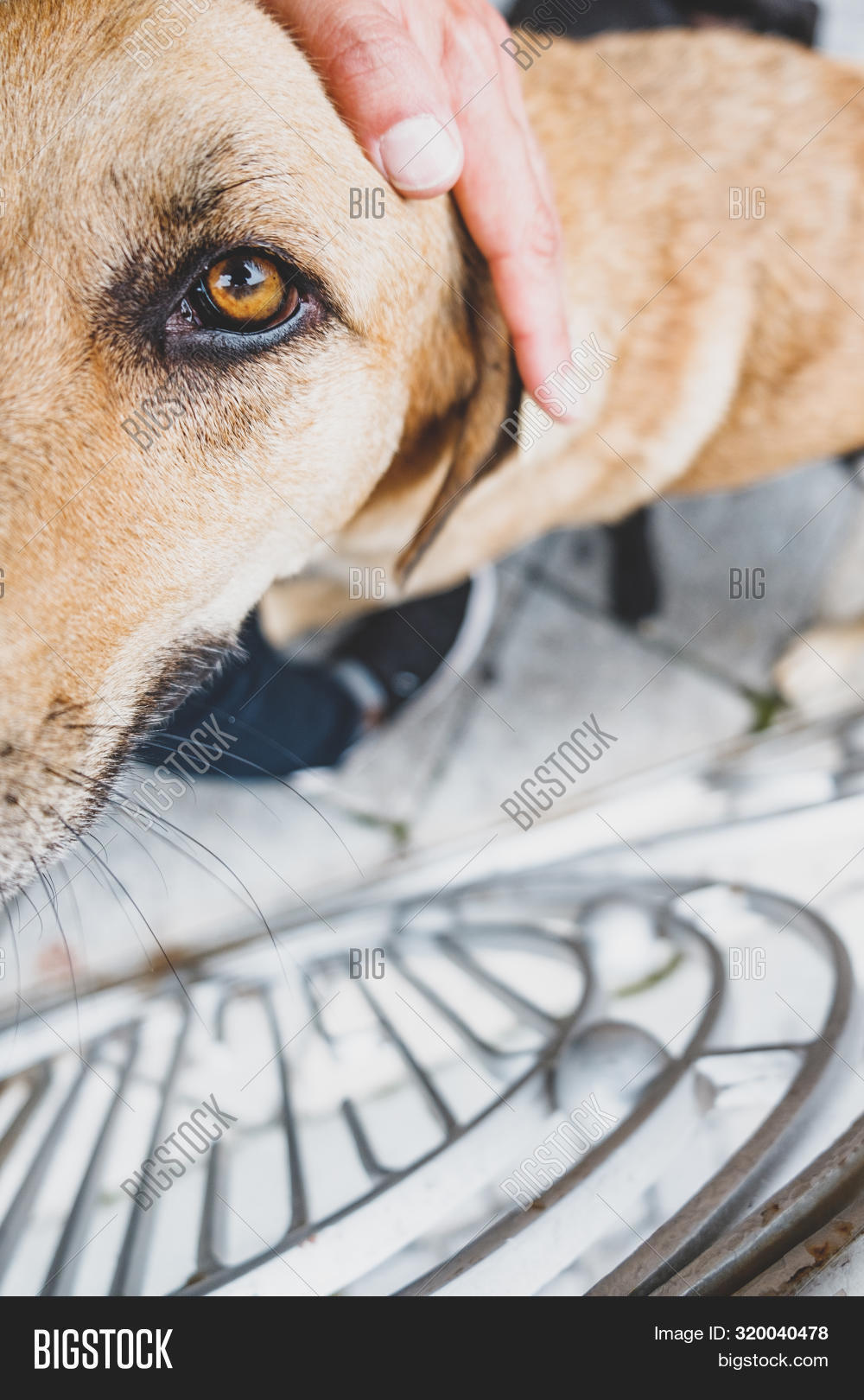 Portrait Stray Dog Image & Photo (Free Trial) | Bigstock