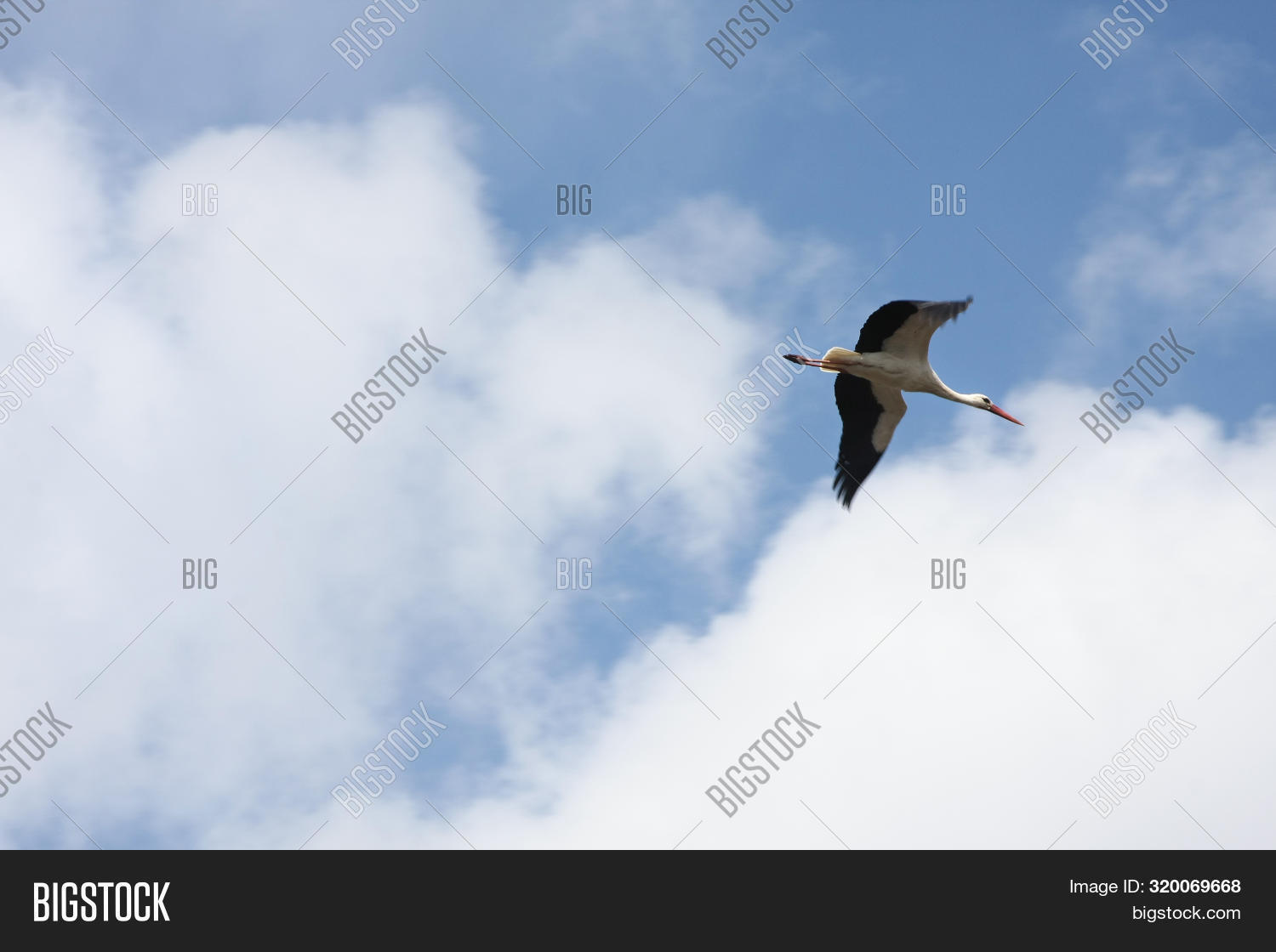 Stork Flies Through Image & Photo (Free Trial) | Bigstock
