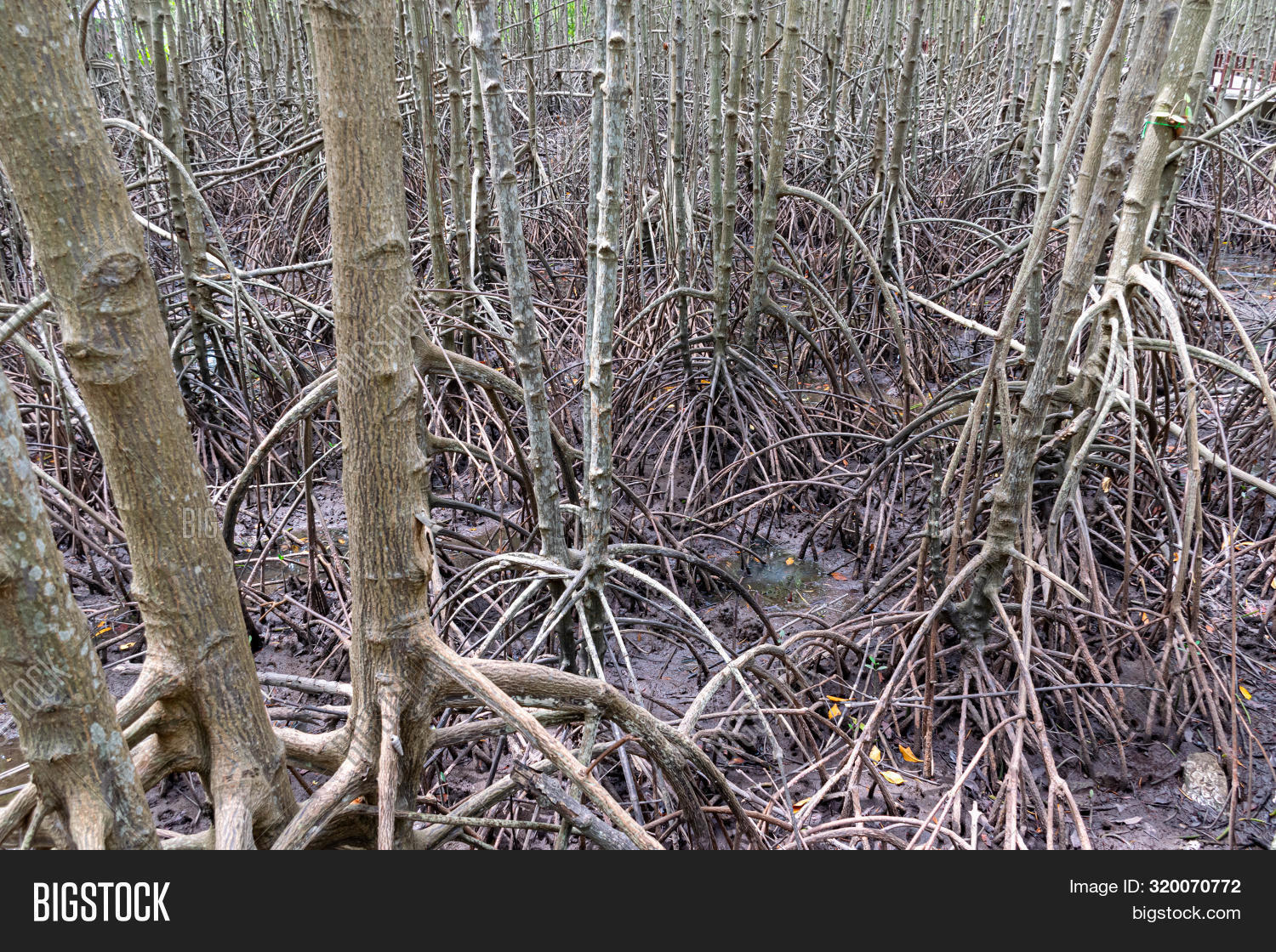 Mangrove Forest Image & Photo (Free Trial) | Bigstock