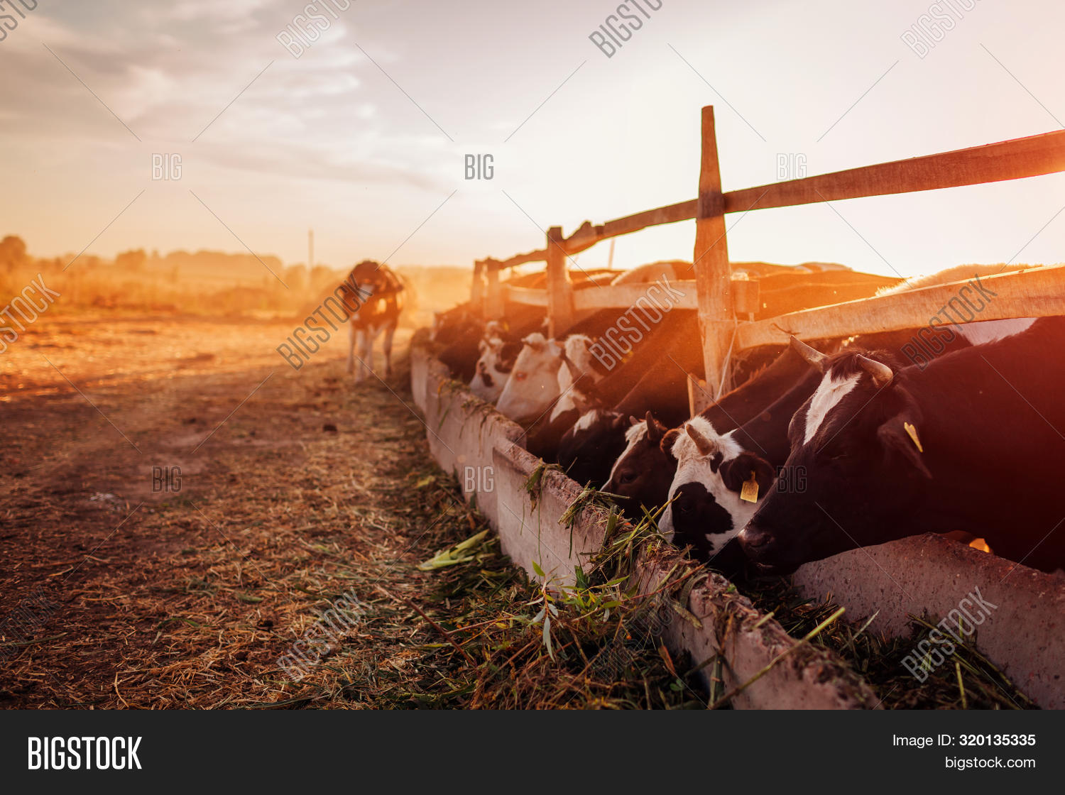 Cows Grazing On Farm Image & Photo (Free Trial) | Bigstock
