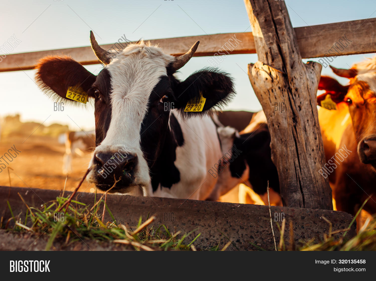 Cows Grazing On Farm Image & Photo (Free Trial) | Bigstock