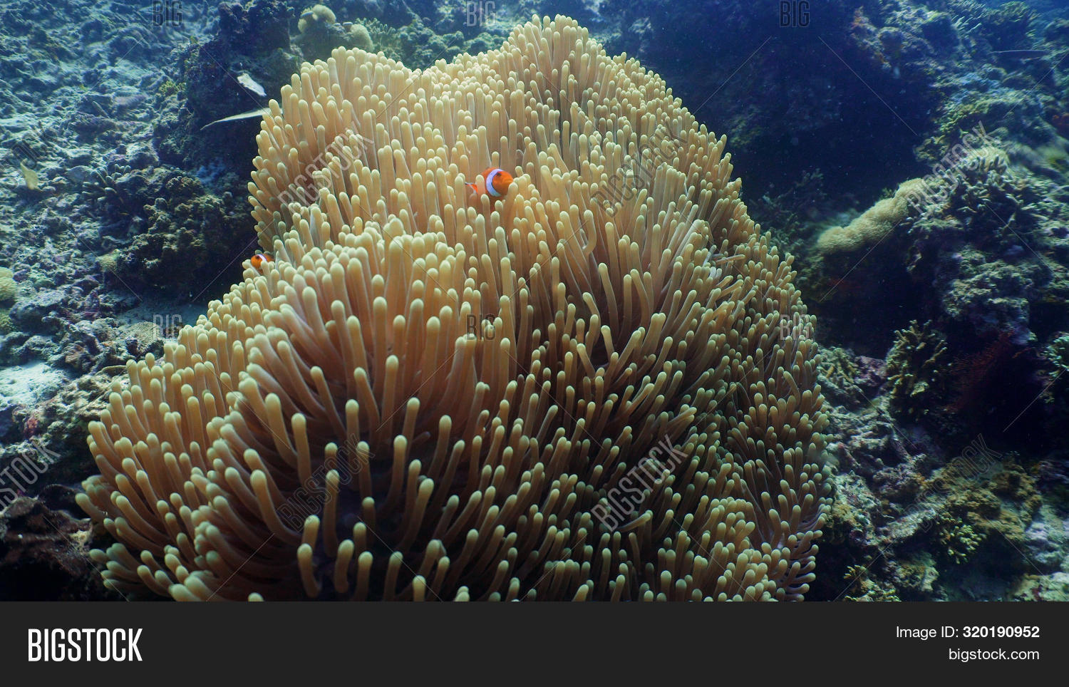 Clown Anemonefish On Image & Photo (Free Trial) | Bigstock