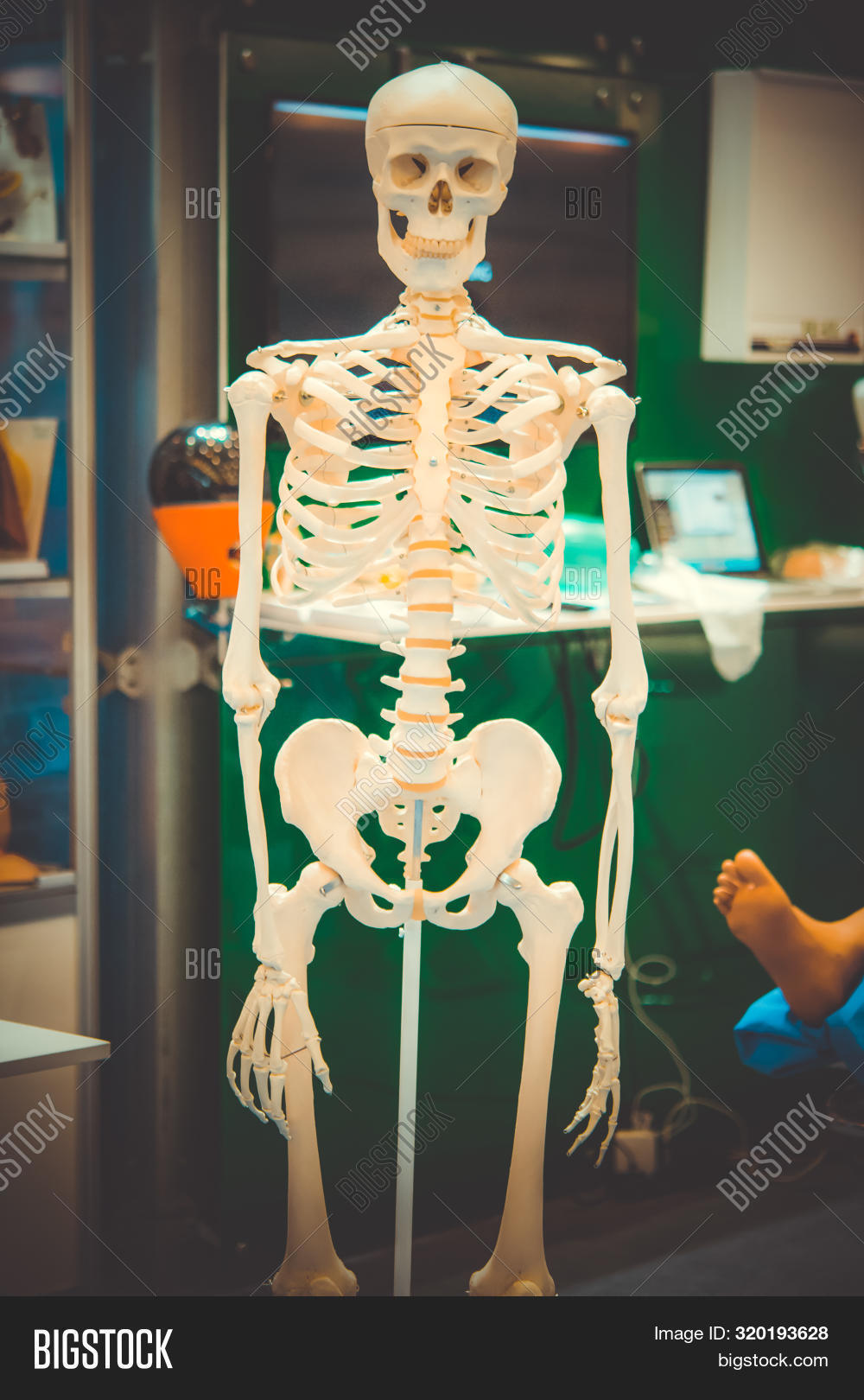 White Human Skeleton Image & Photo (Free Trial) | Bigstock