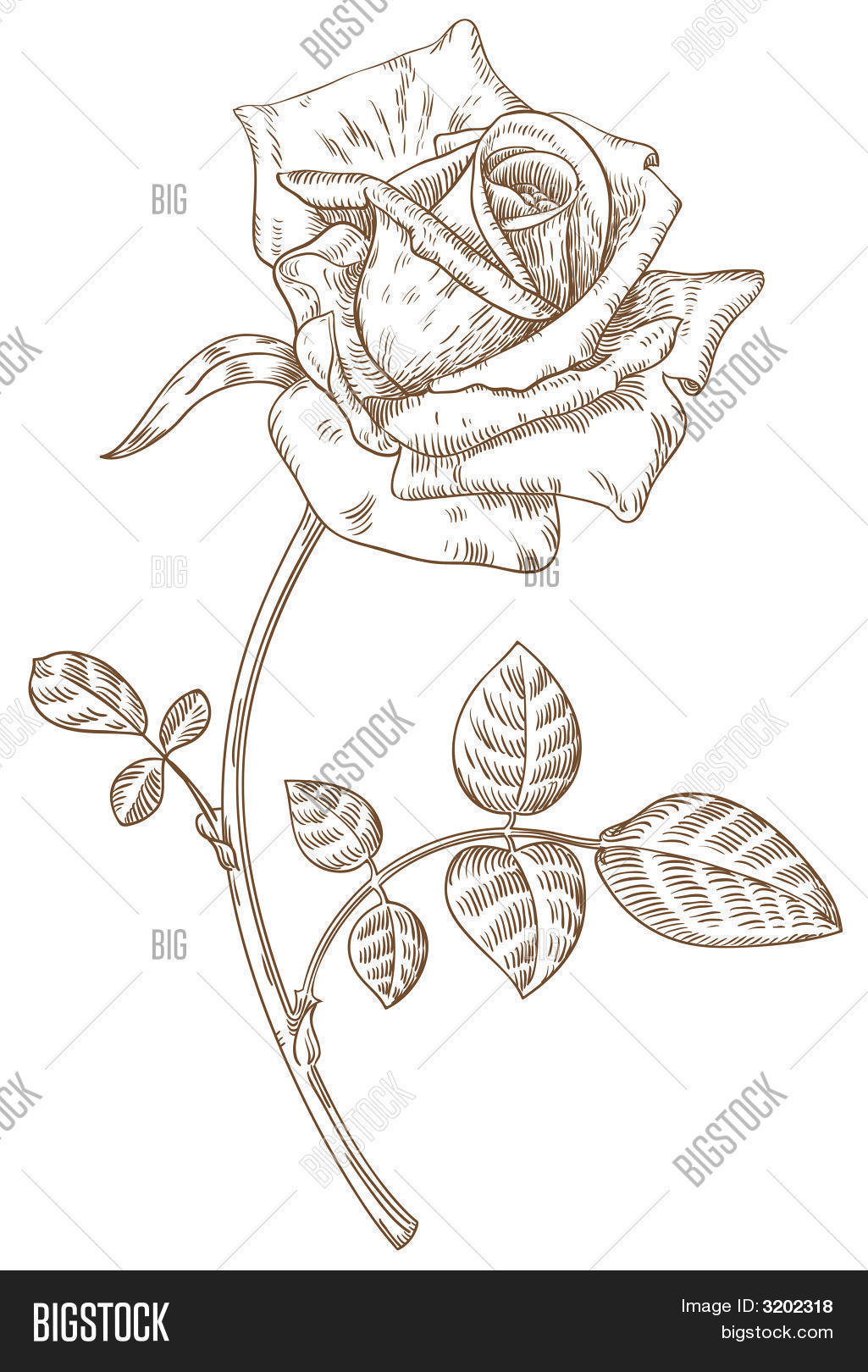 Rose Vector & Photo (Free Trial) | Bigstock