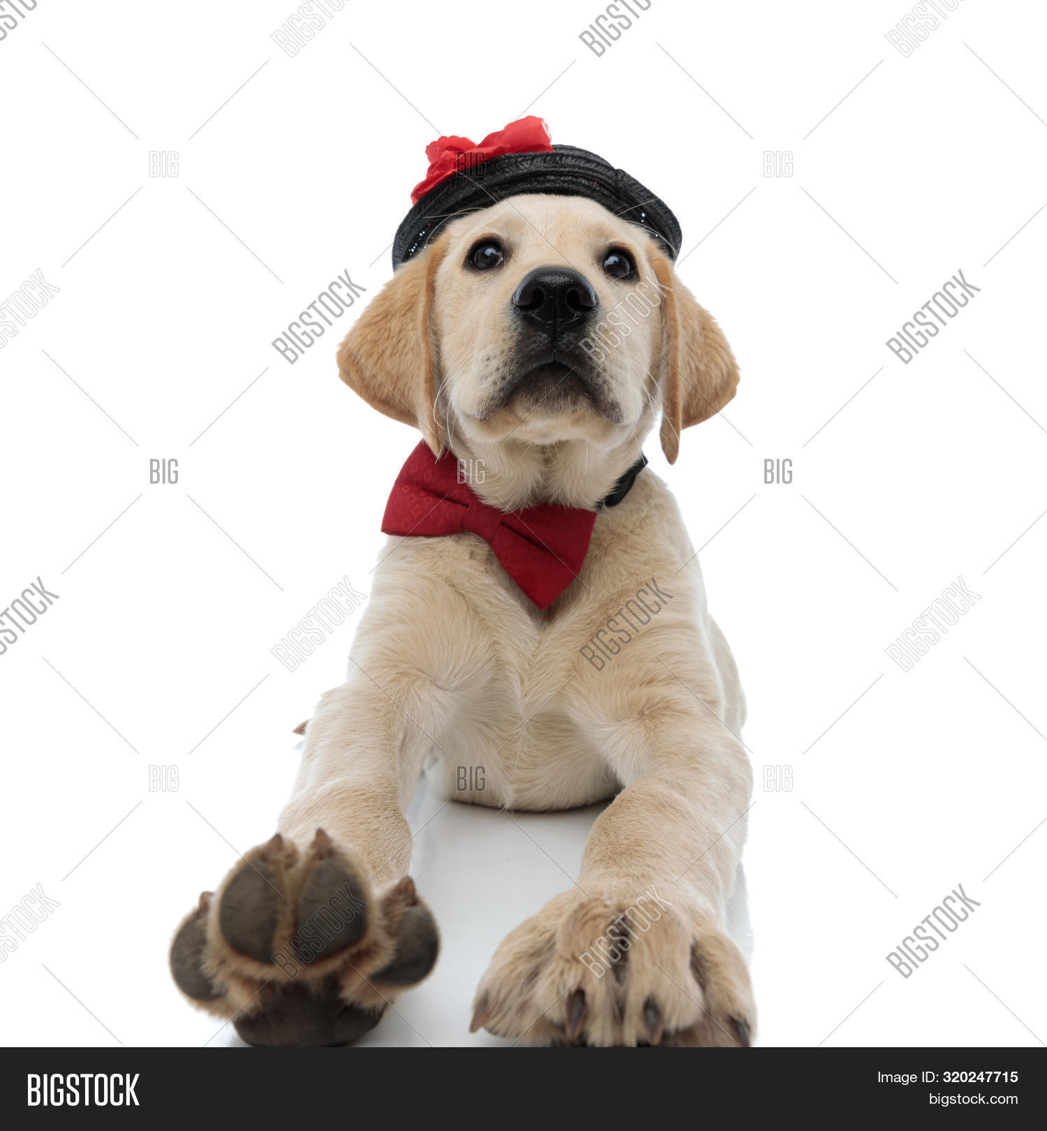 Funny Labrador Image & Photo (Free Trial) | Bigstock