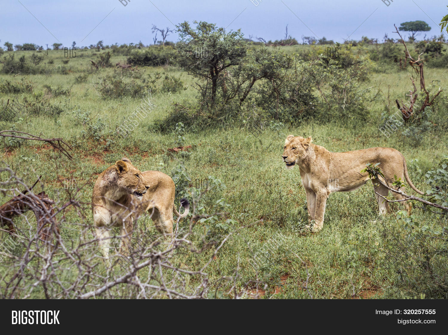 Two African Lioness Image & Photo (Free Trial) | Bigstock