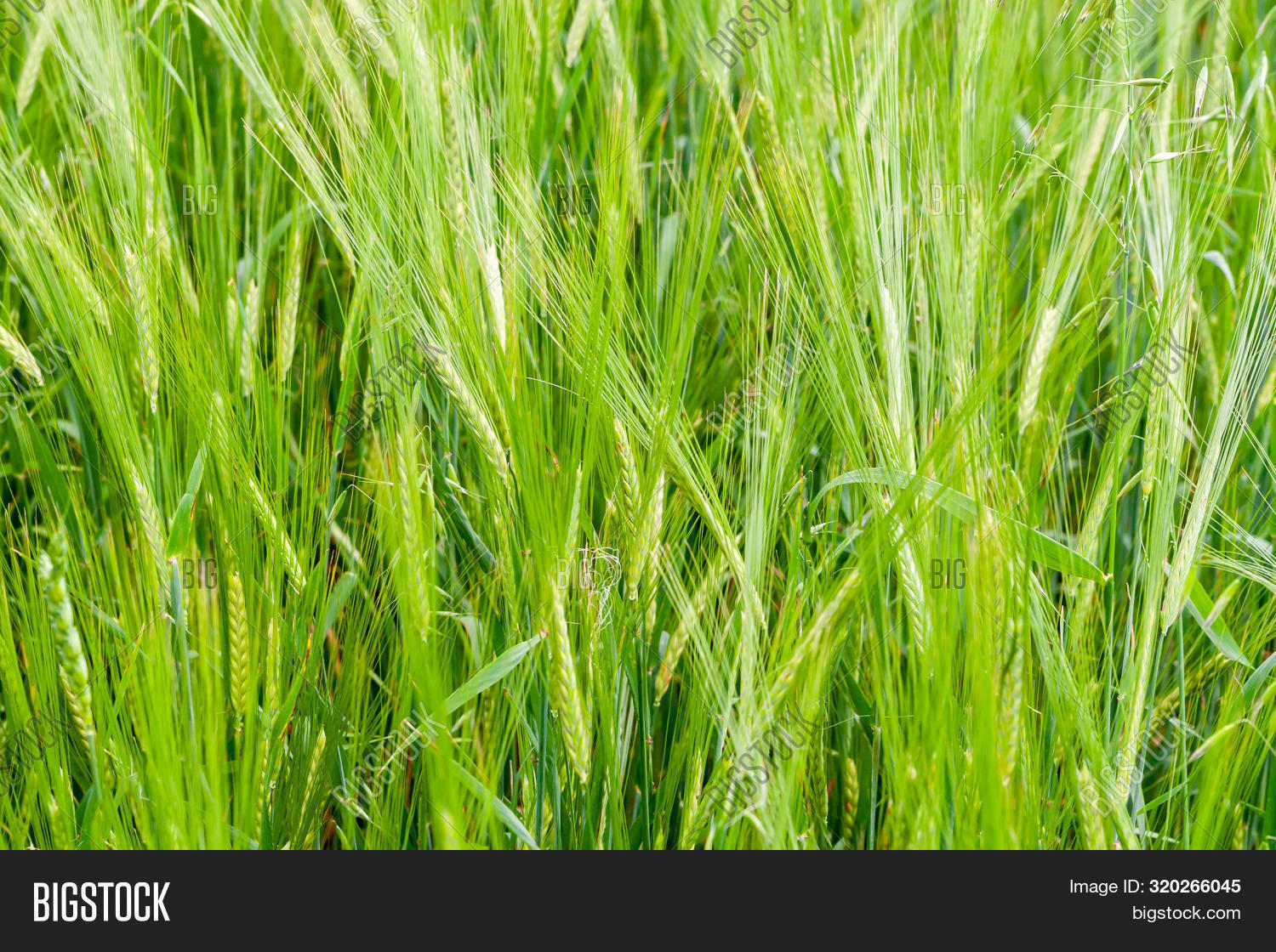 Fragment Green Rye Image & Photo (Free Trial) | Bigstock