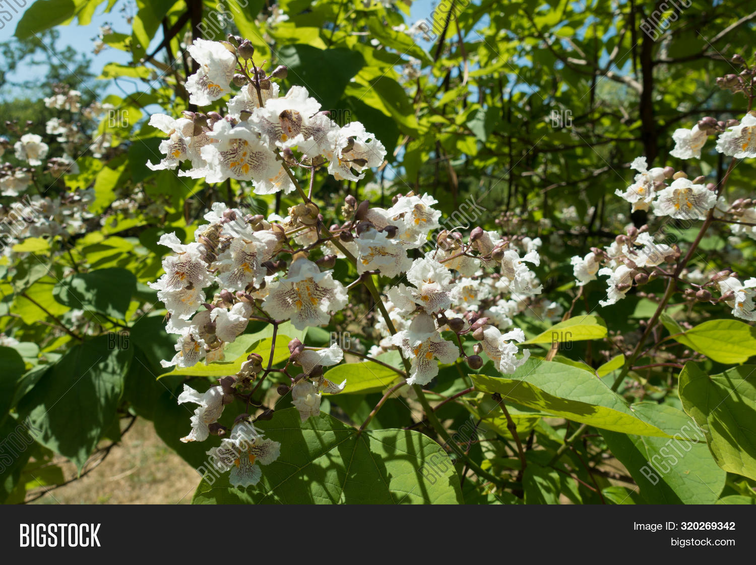 Side View Panicle Image & Photo (Free Trial) | Bigstock