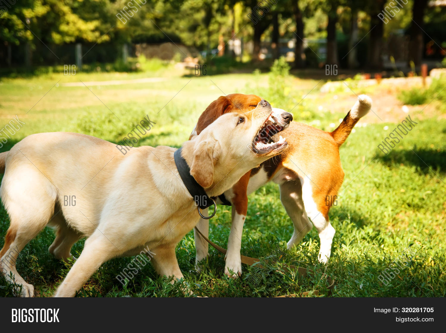Two Agressive Dogs. Image & Photo (Free Trial) | Bigstock