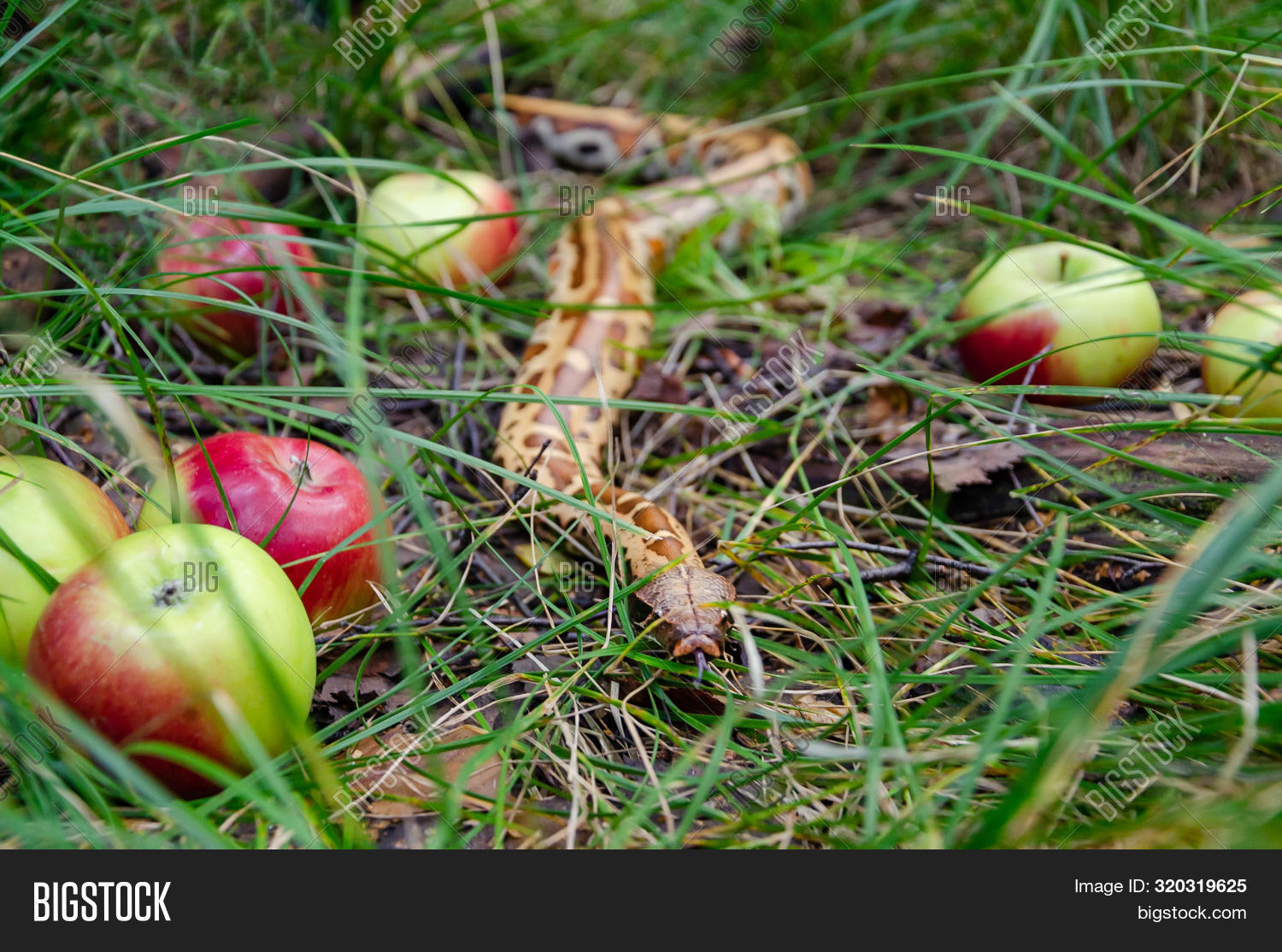 Sumatran Short-tailed Image & Photo (Free Trial) | Bigstock