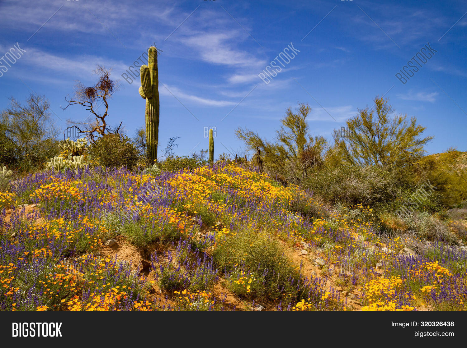 Saguaro Cactus Desert Image & Photo (Free Trial) | Bigstock