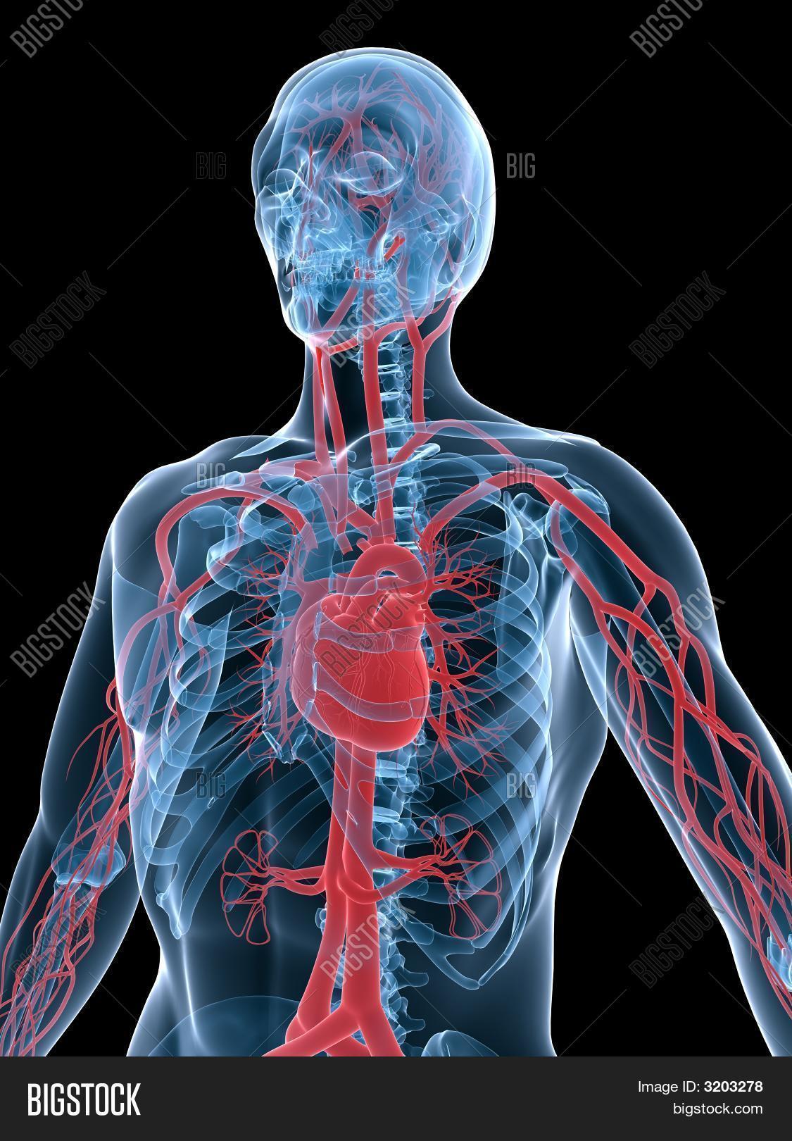 Vascular System Image & Photo (Free Trial) | Bigstock
