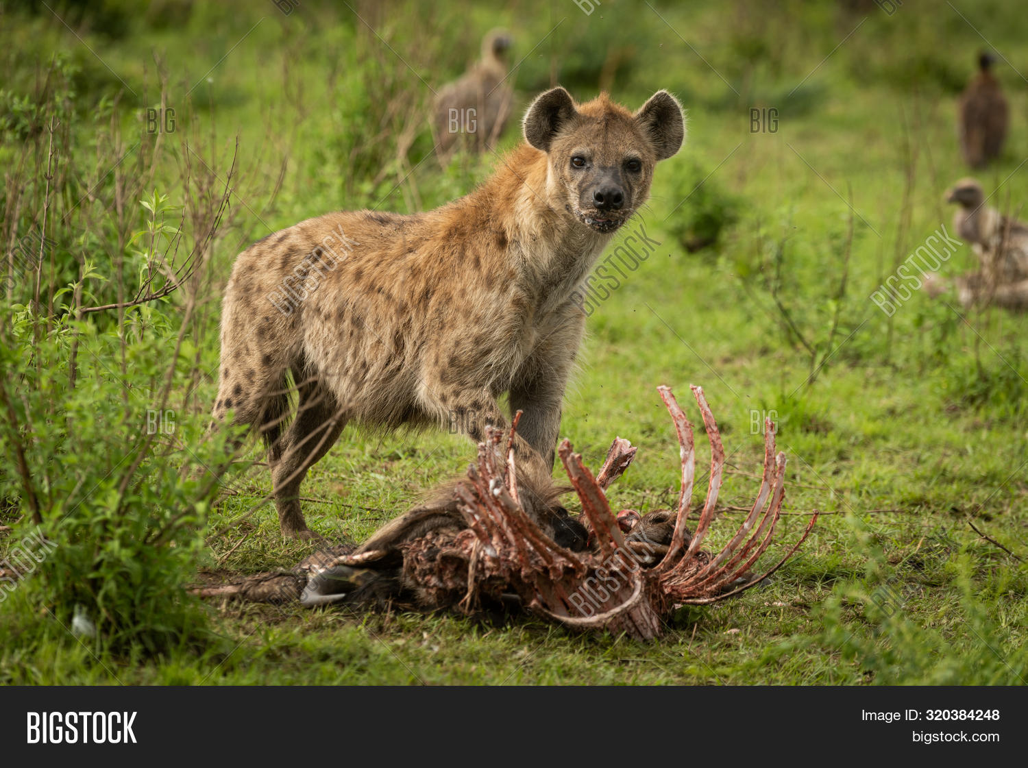 Spotted Hyena Stands Image & Photo (Free Trial) | Bigstock