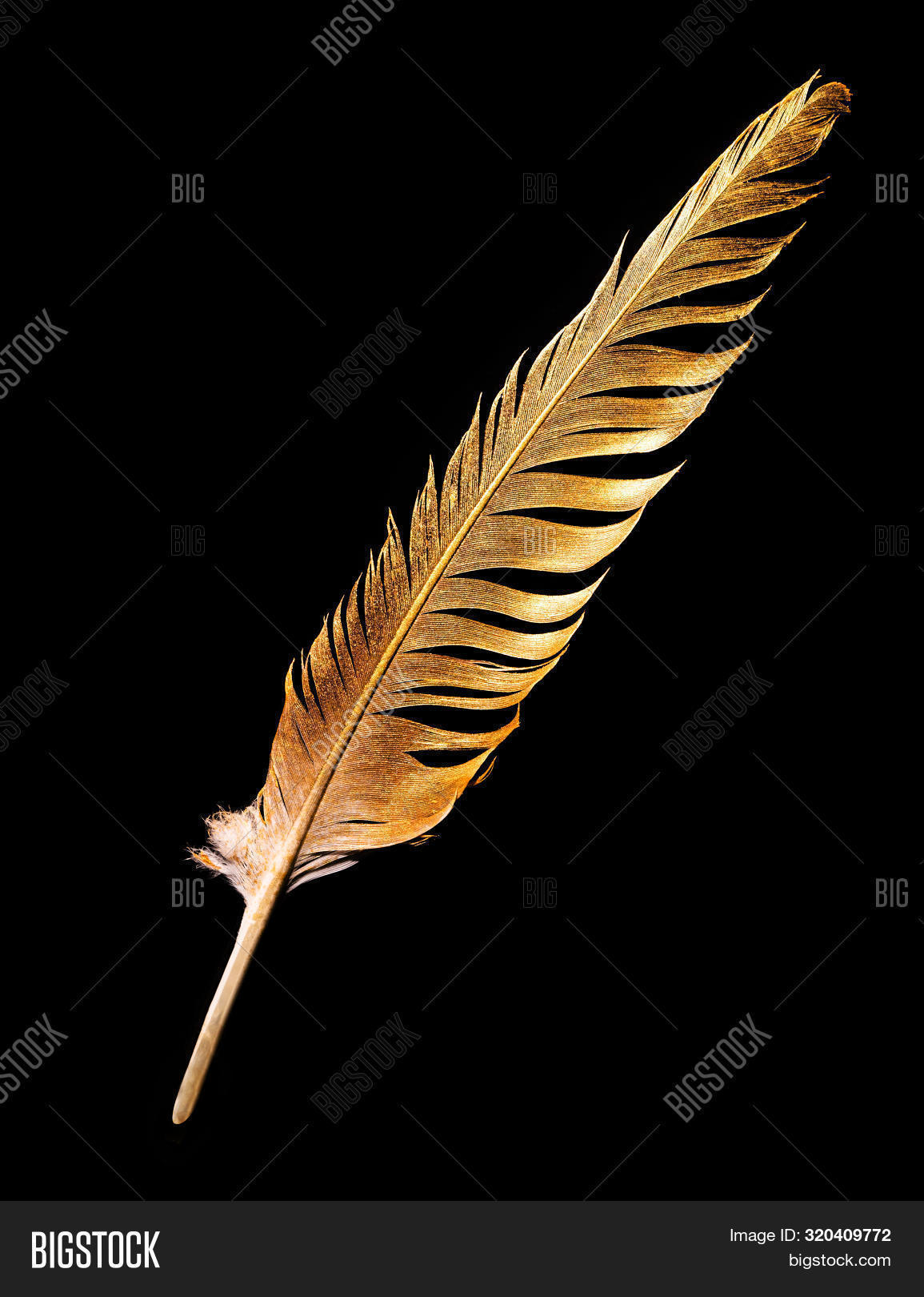 Imagen y foto Feather Covered (prueba gratis) | Bigstock