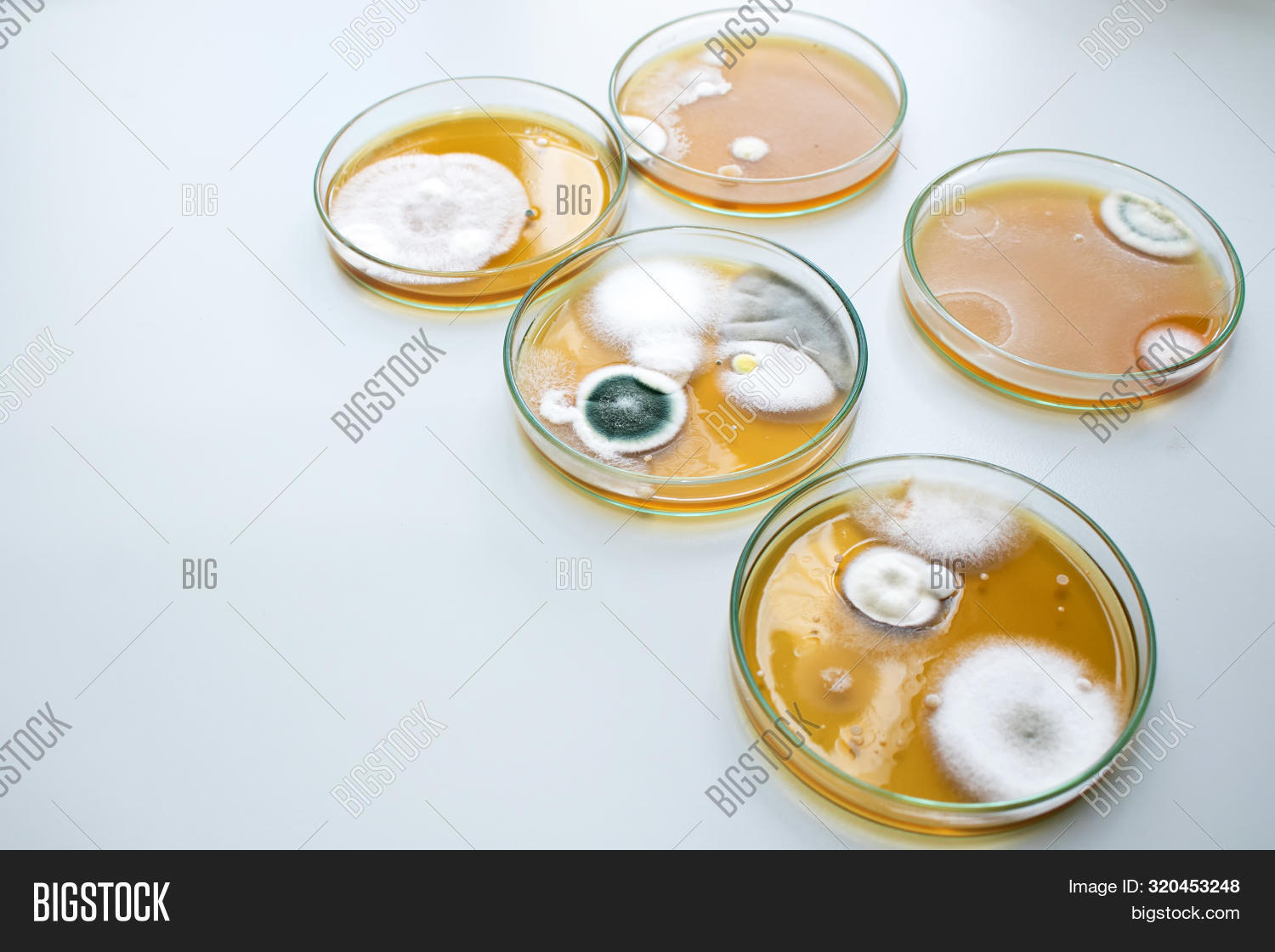Molds Colonies Culture Image & Photo (Free Trial) | Bigstock