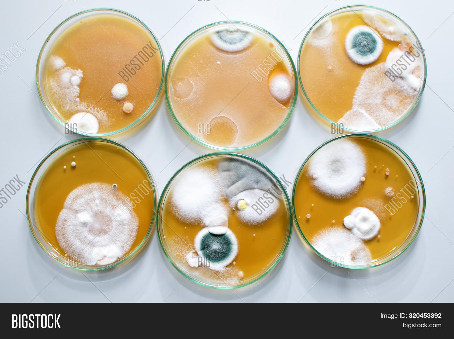 Molds Colonies Culture Image & Photo (Free Trial) | Bigstock
