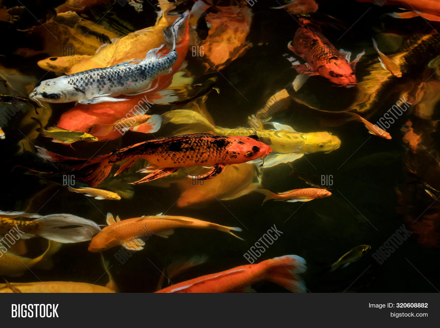 Imagen y foto Colorful Koi Carps (prueba gratis) | Bigstock
