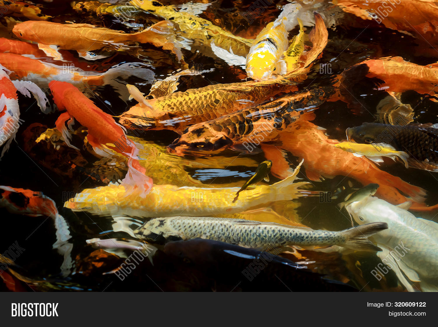 Imagen y foto Colorful Koi Carps (prueba gratis) | Bigstock