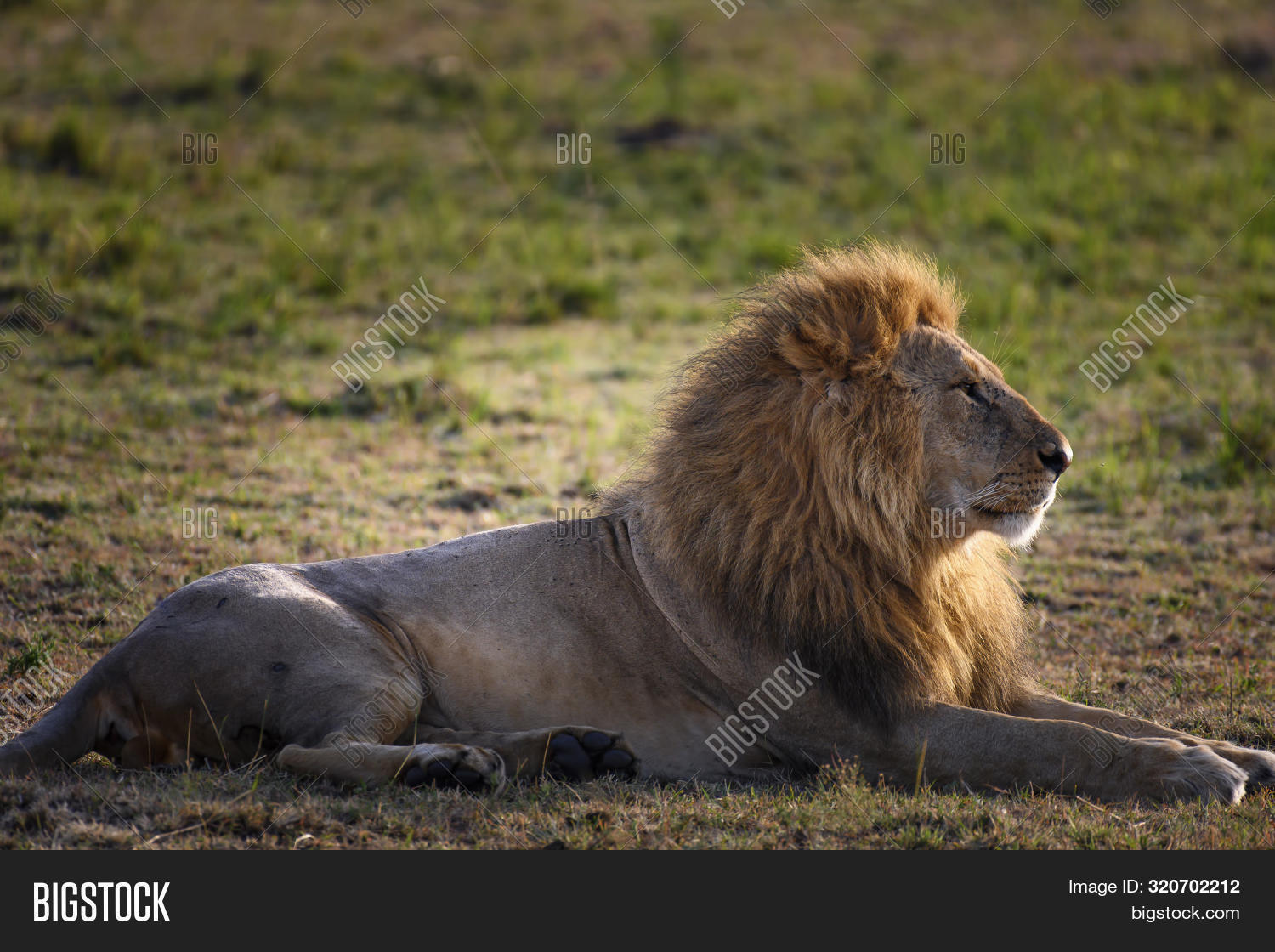 Portrait Big Lion Image & Photo (Free Trial) | Bigstock