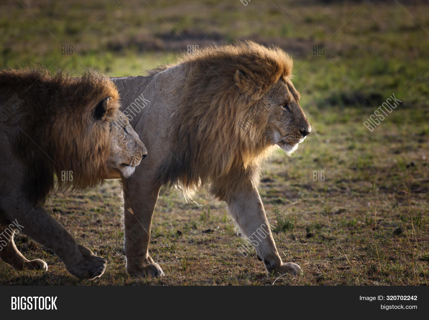 Two Lion Brothers Image & Photo (Free Trial) | Bigstock