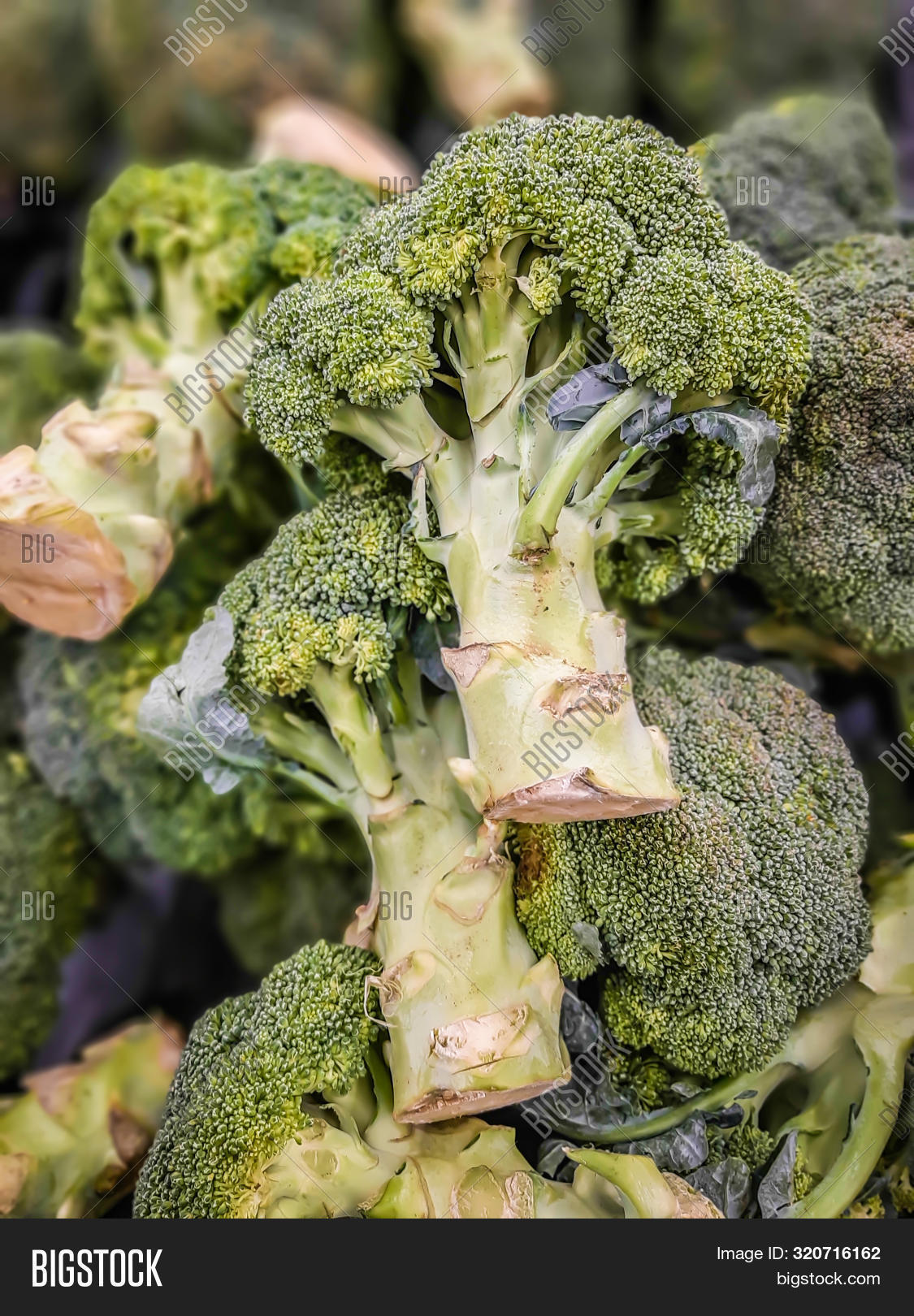 Fresh Broccoli Pile Image & Photo (Free Trial) | Bigstock