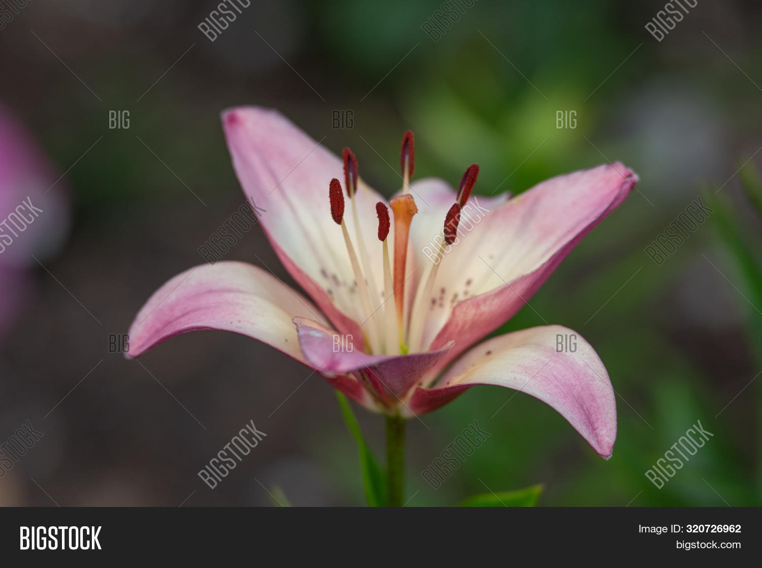Blooming Lavendar Lily Image & Photo (Free Trial) | Bigstock
