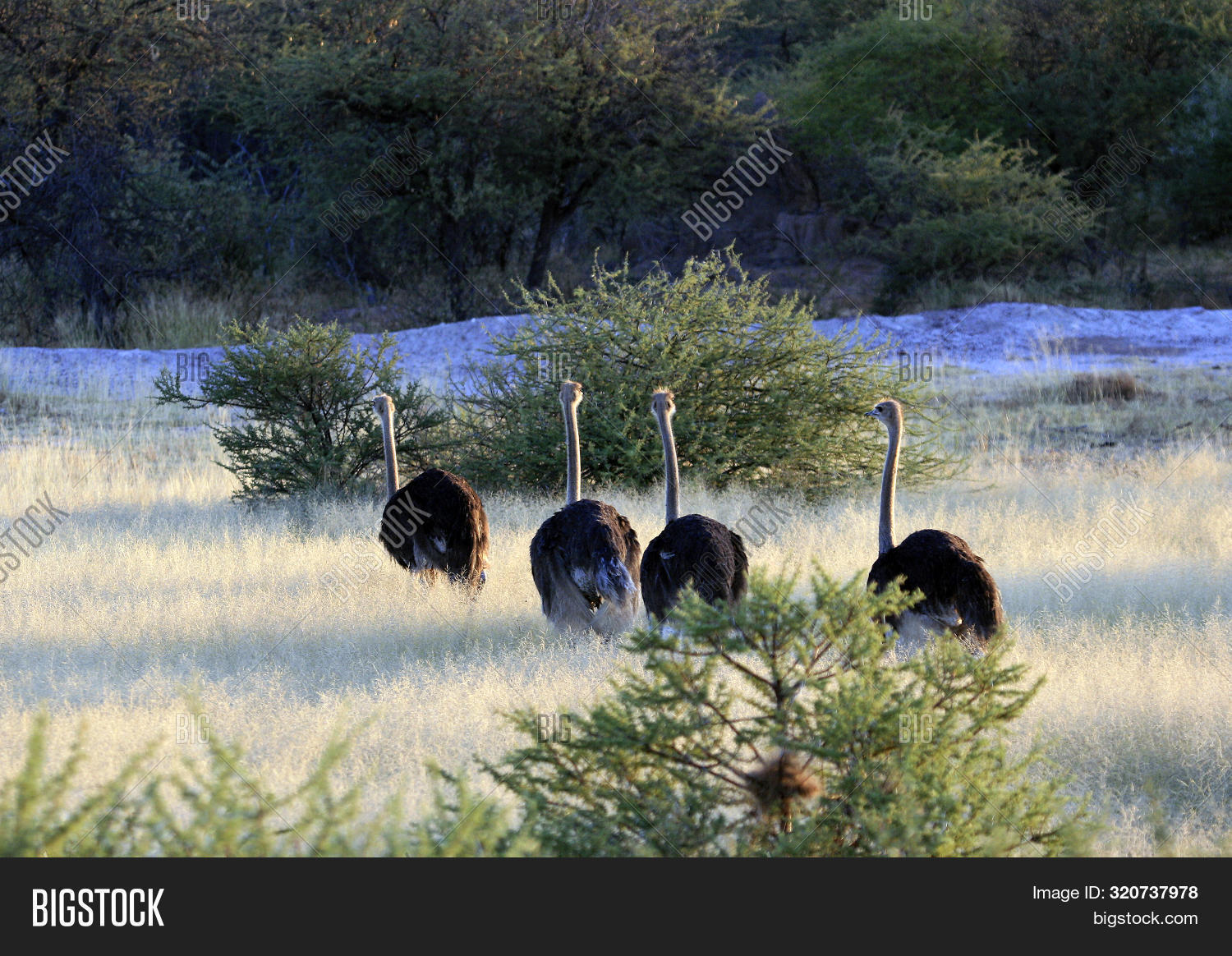 Ostriches Moving Along Image & Photo (Free Trial) | Bigstock