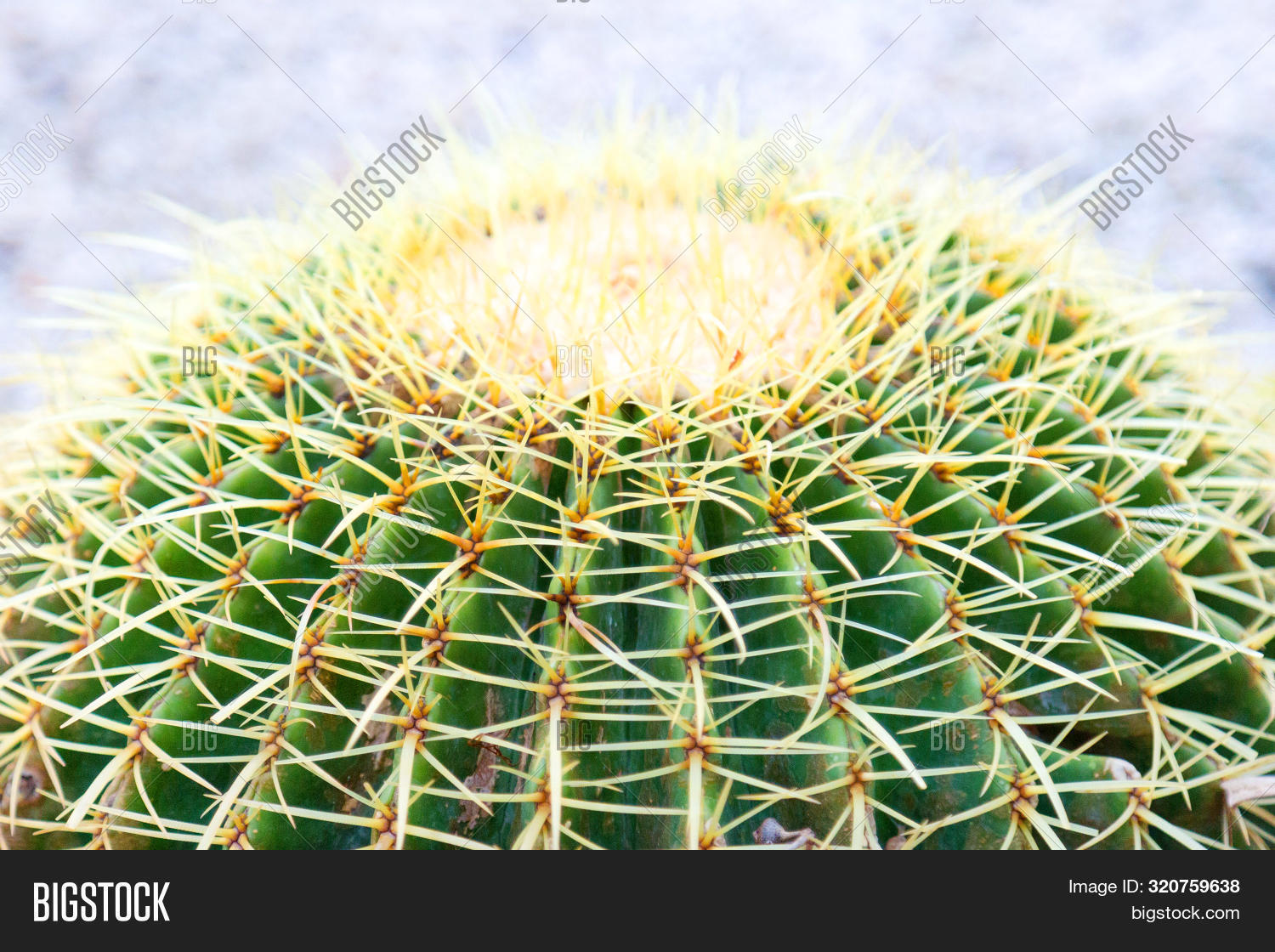 Large Green Round Image & Photo (Free Trial) | Bigstock