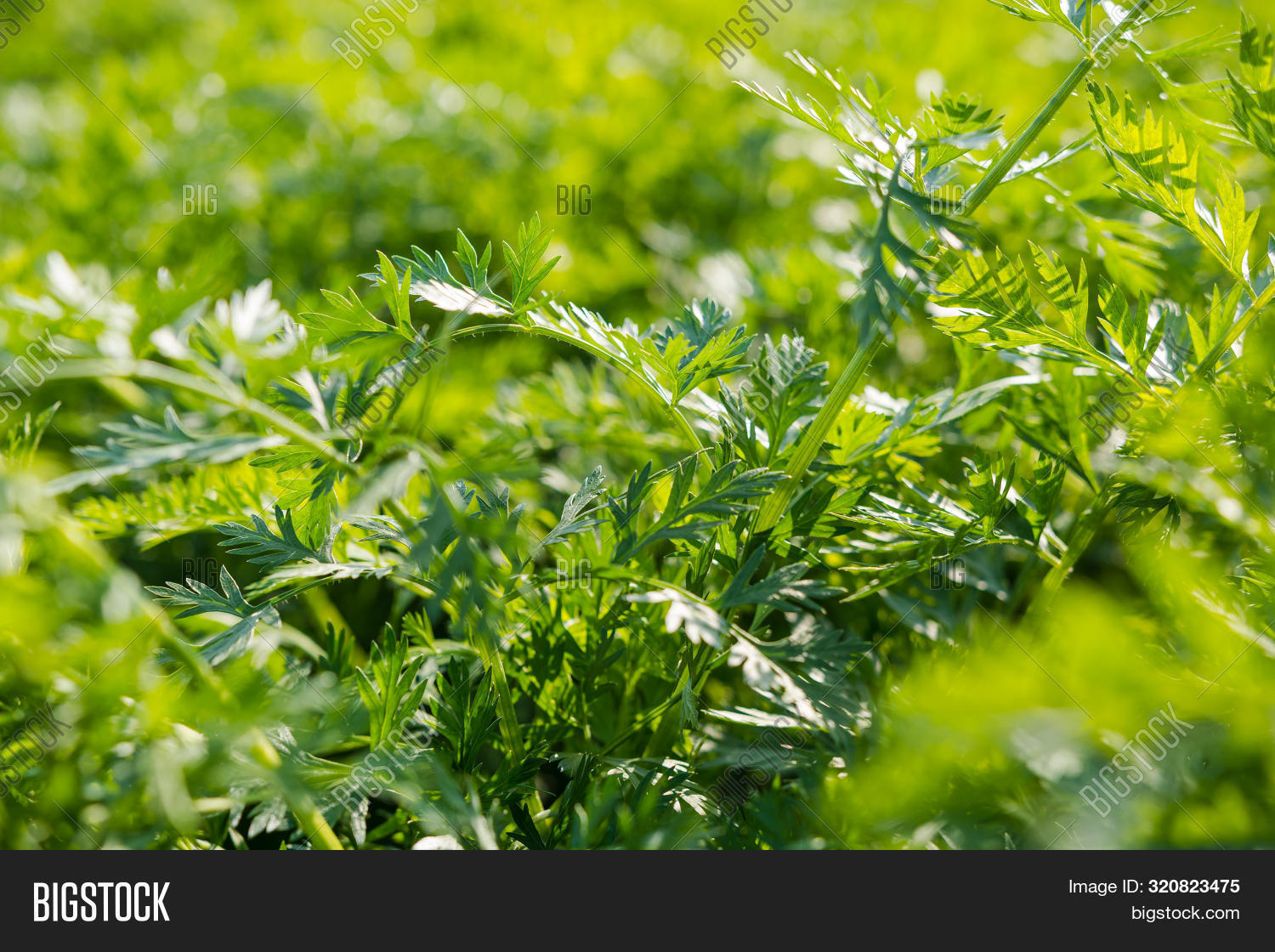 Parsley Garden. Sprigs Image & Photo (Free Trial) | Bigstock