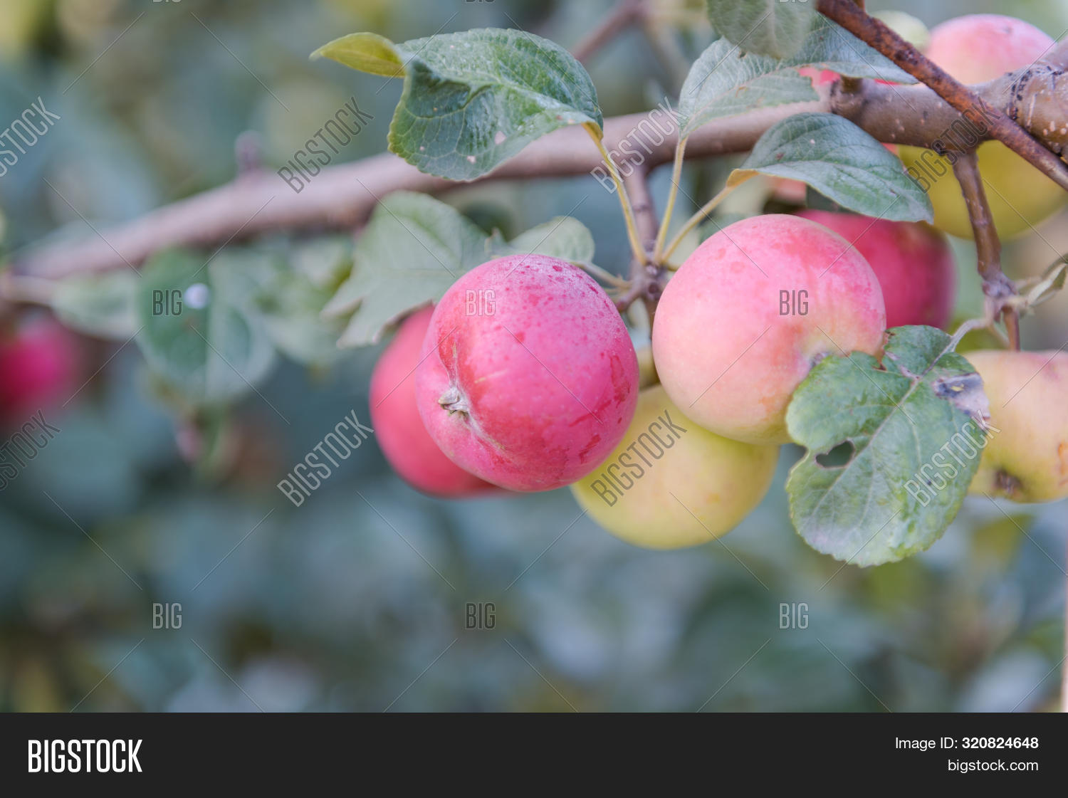 Red Apples On Branch. Image & Photo (Free Trial) | Bigstock