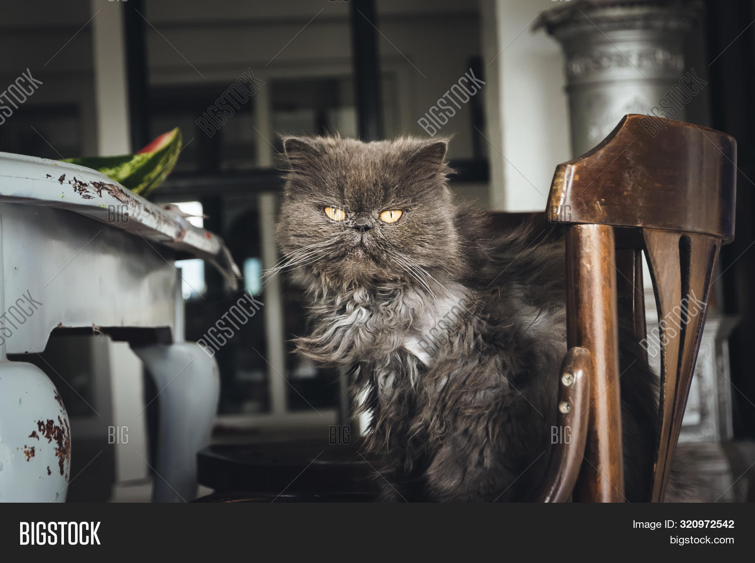 Close Grumpy Cat. Image & Photo (Free Trial) | Bigstock