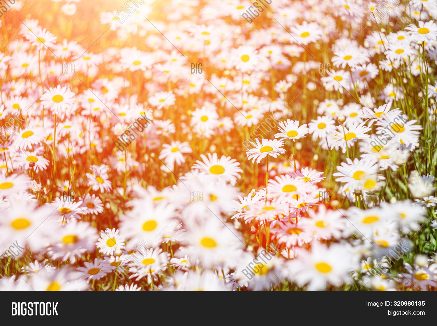 Chamomile Flower Field Image & Photo (Free Trial) | Bigstock